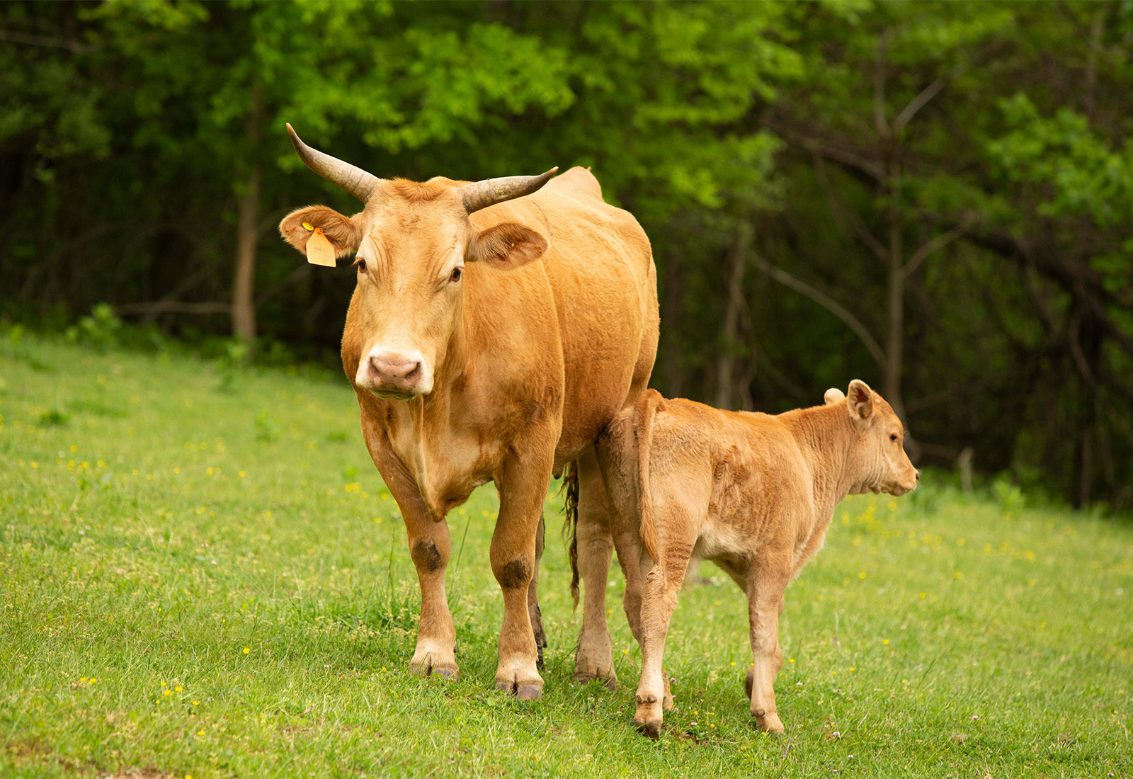 What Is Akaushi Beef and Why Is It Considered the Best Beef? – Hall ...